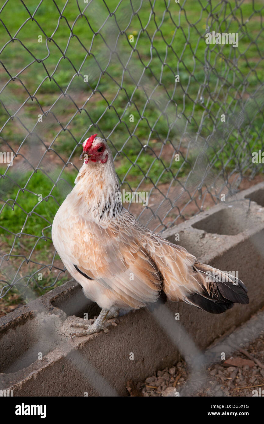 Hen in pen, Barcelona, Spain Stock Photo - Alamy
