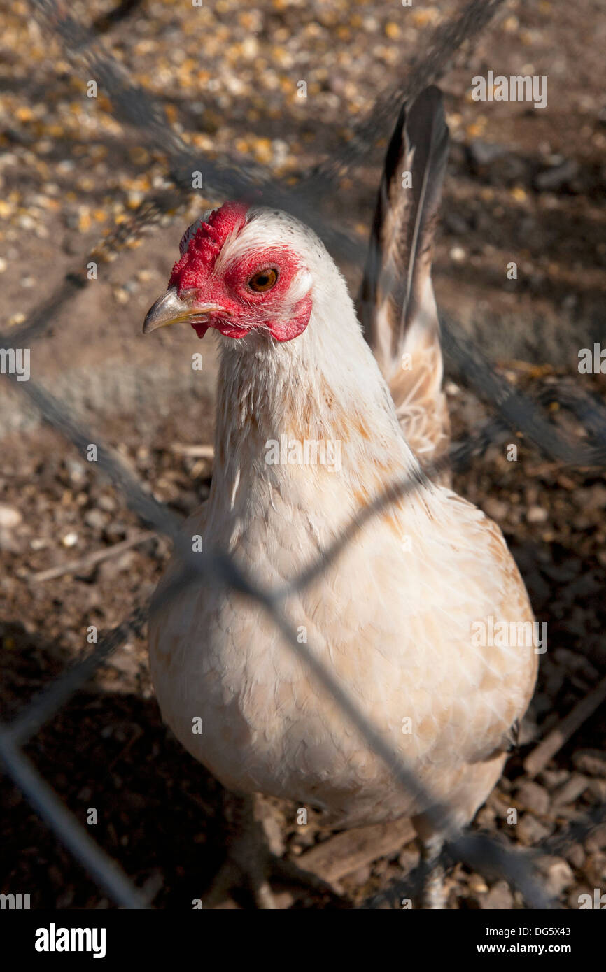 Hen pen hi-res stock photography and images - Alamy
