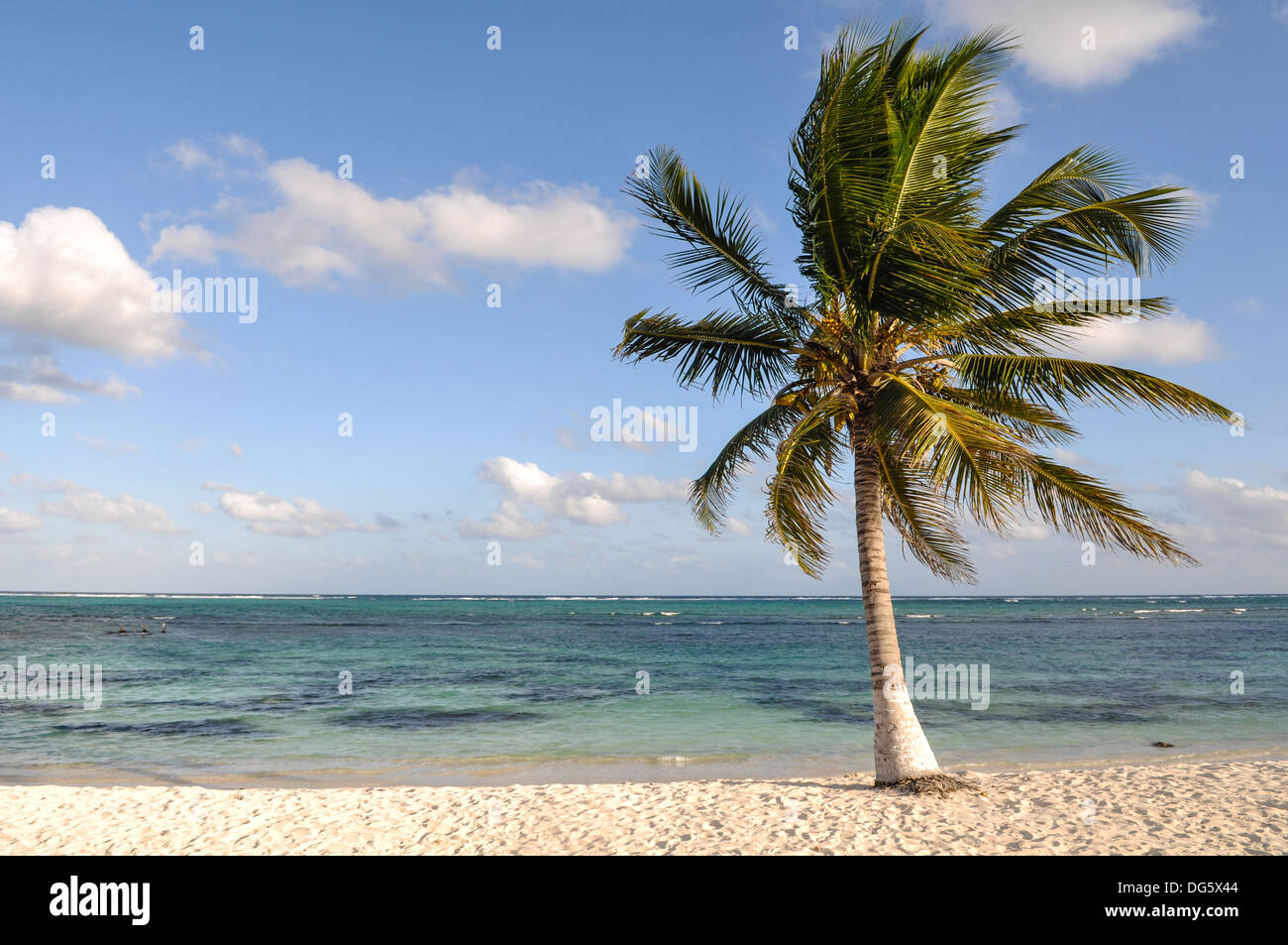 Palm tree beautiful beach hi-res stock photography and images - Alamy
