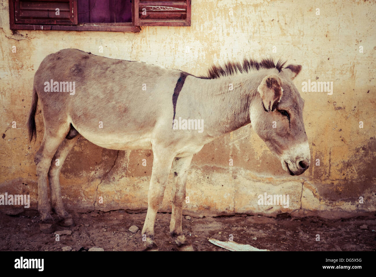 African Donkey with window in front of old house Stock Photo - Alamy