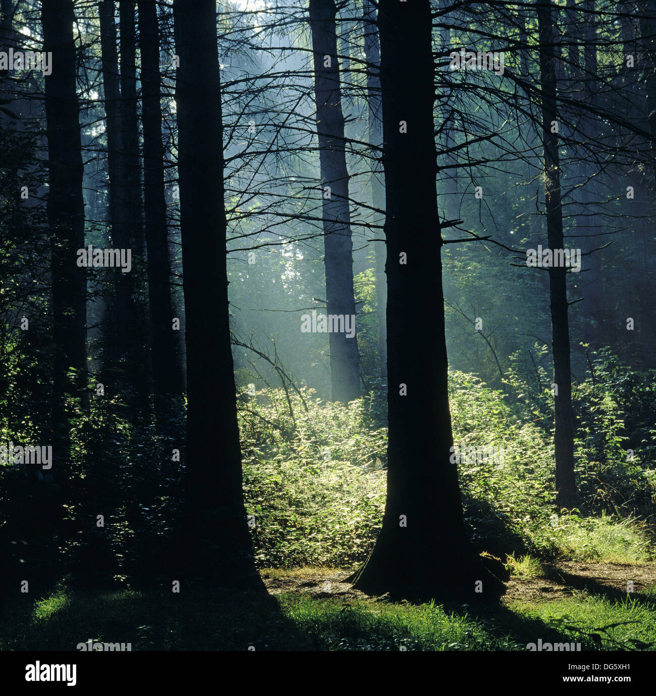 Ashridge england hi-res stock photography and images - Alamy