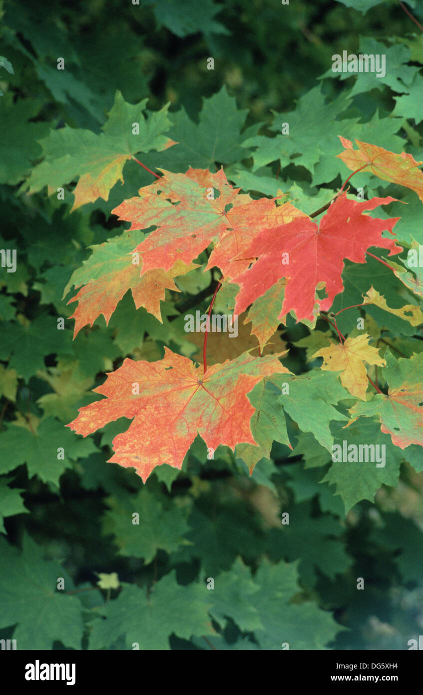Sycamore maples acer pseudoplatanus hi-res stock photography and images ...