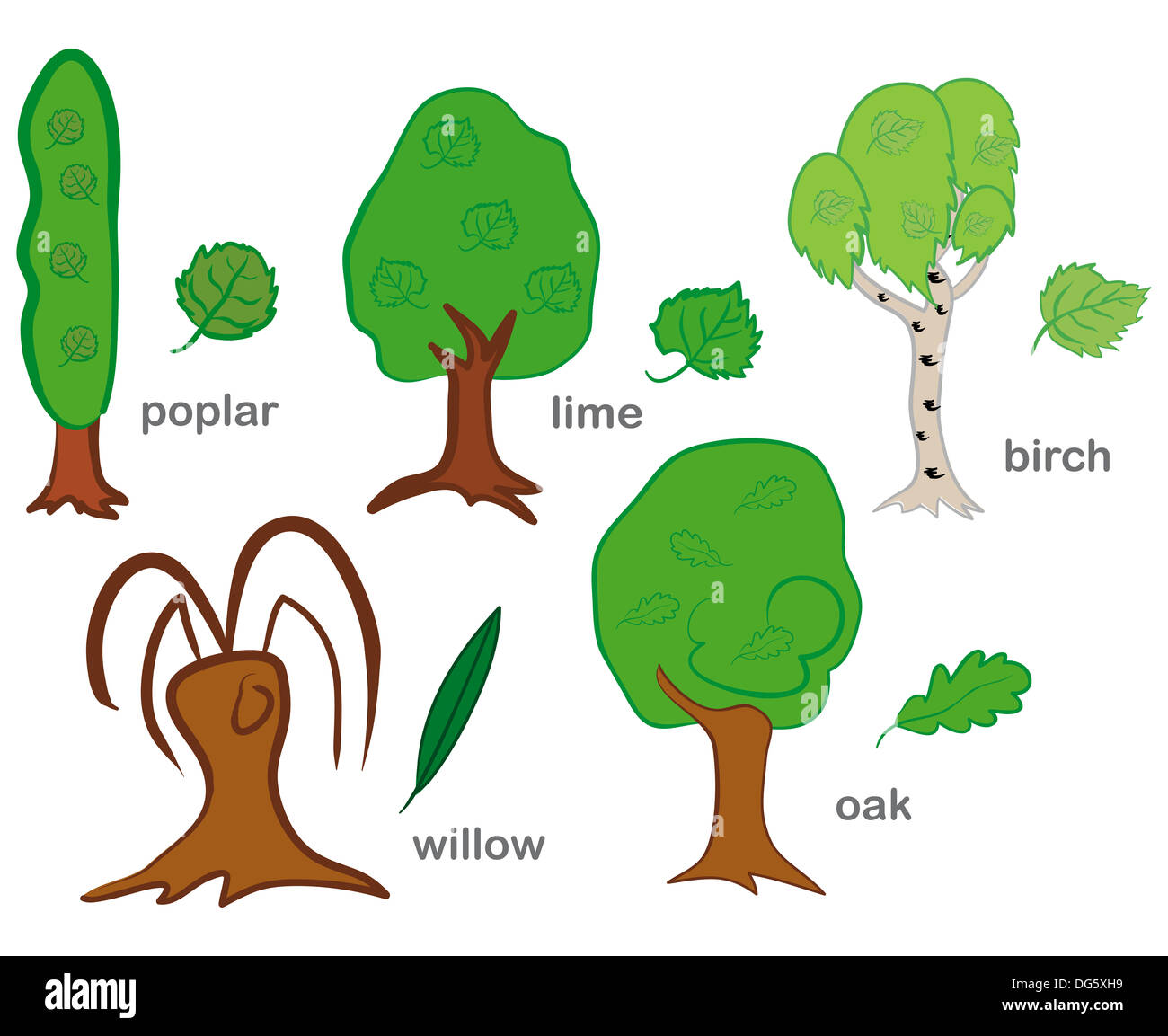 Botanical resource on trees hi-res stock photography and images - Alamy