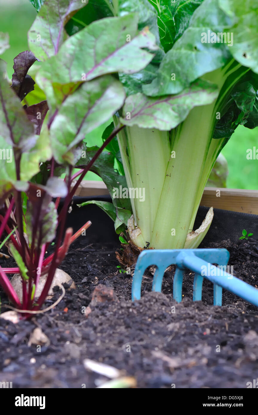 feet of vegetables in a garden Stock Photo - Alamy