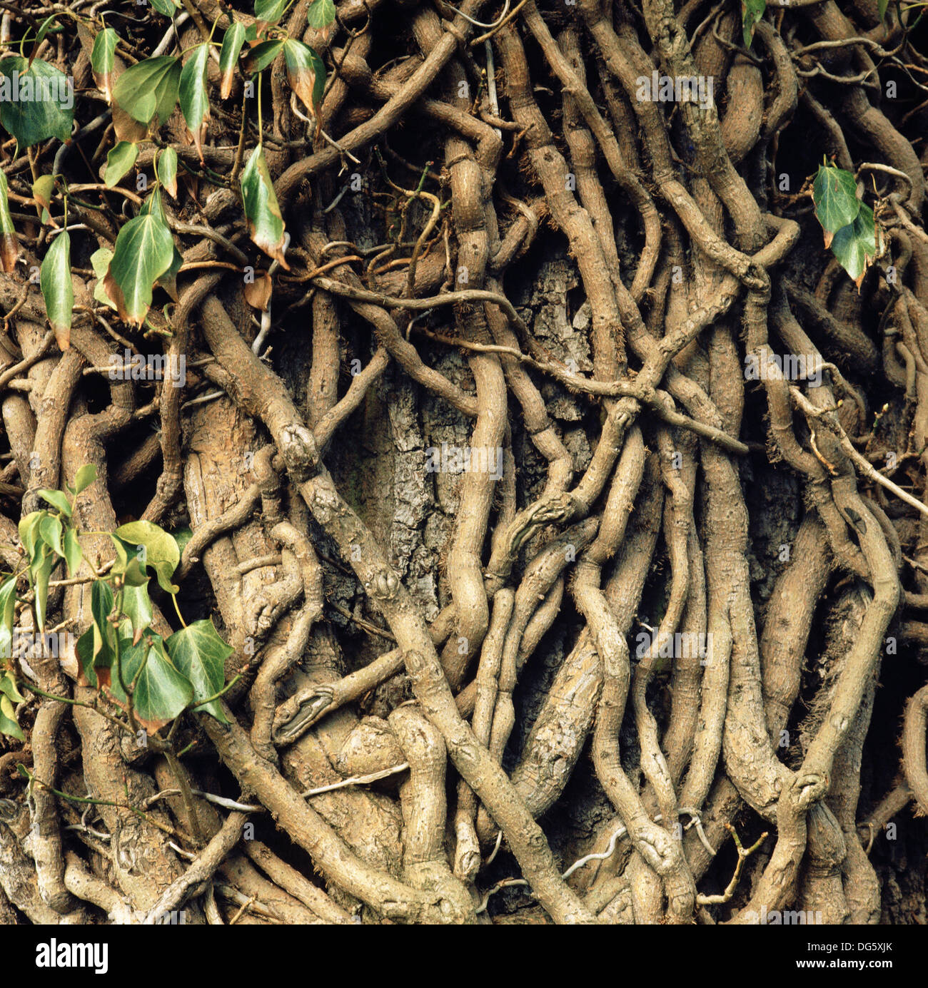 Twining hi-res stock photography and images - Alamy