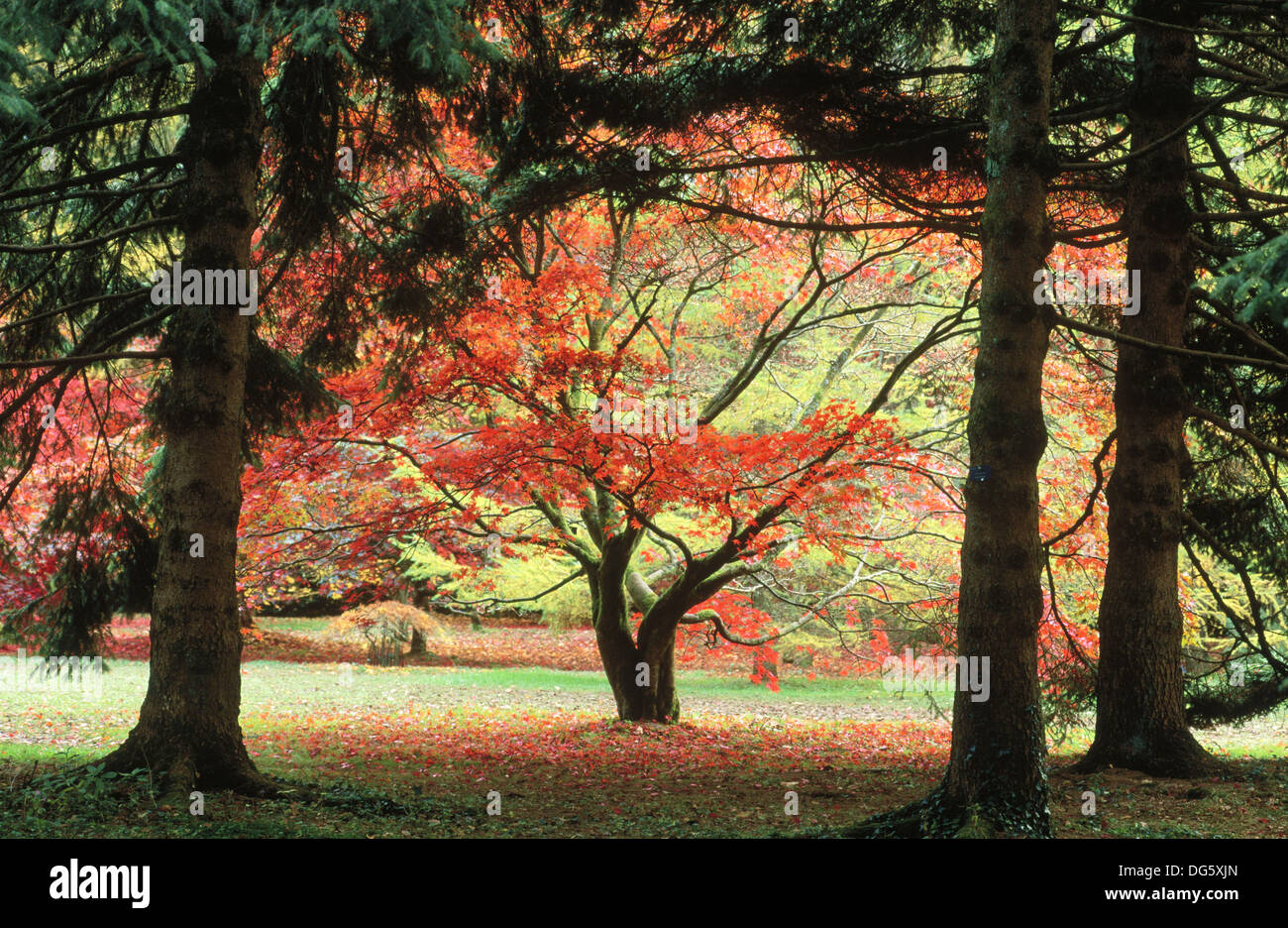 Colour japanese maples (Acer palmatum) at autumn. Westonbirt Arboretum ...