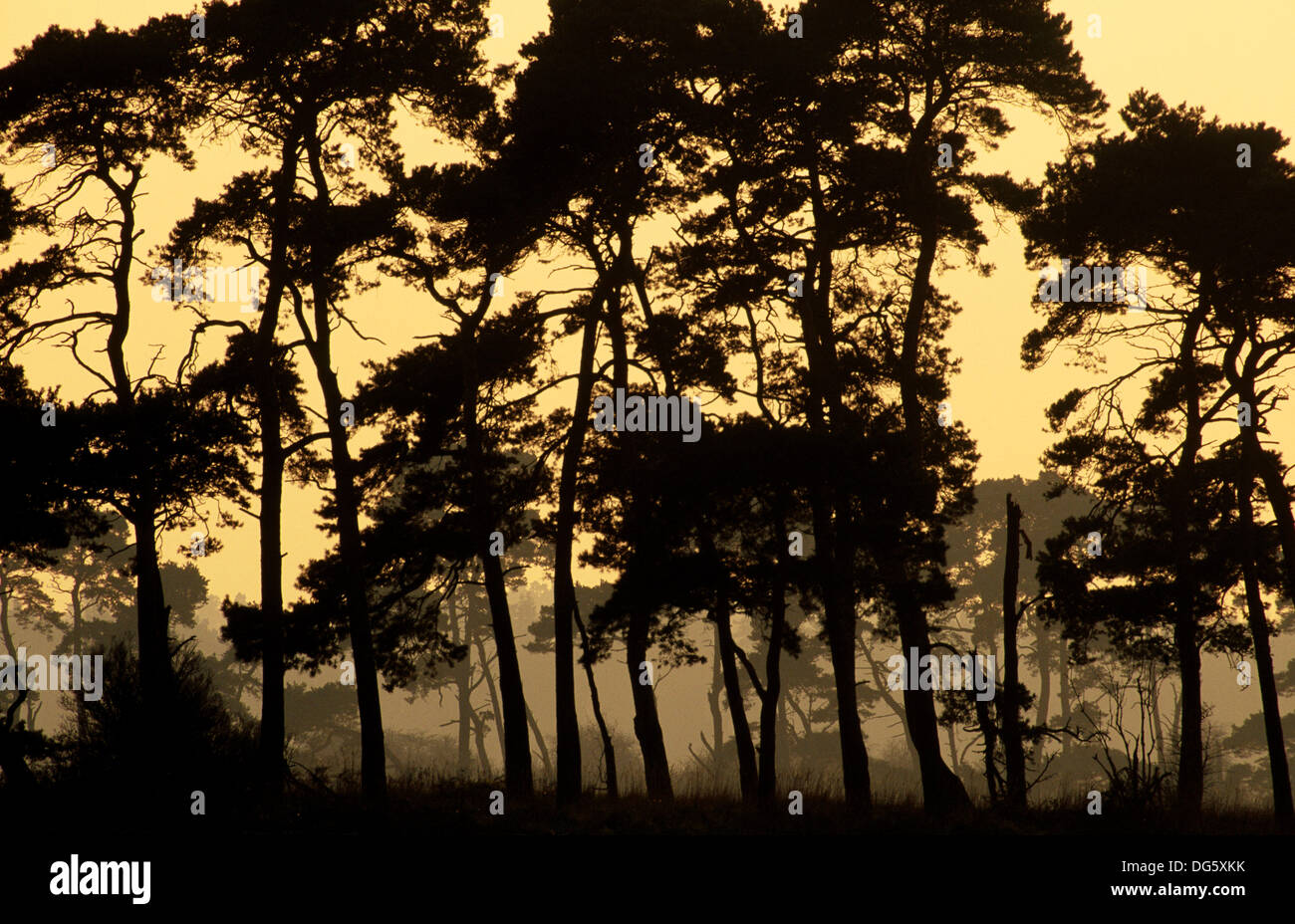 Breckland scots pine hi-res stock photography and images - Alamy