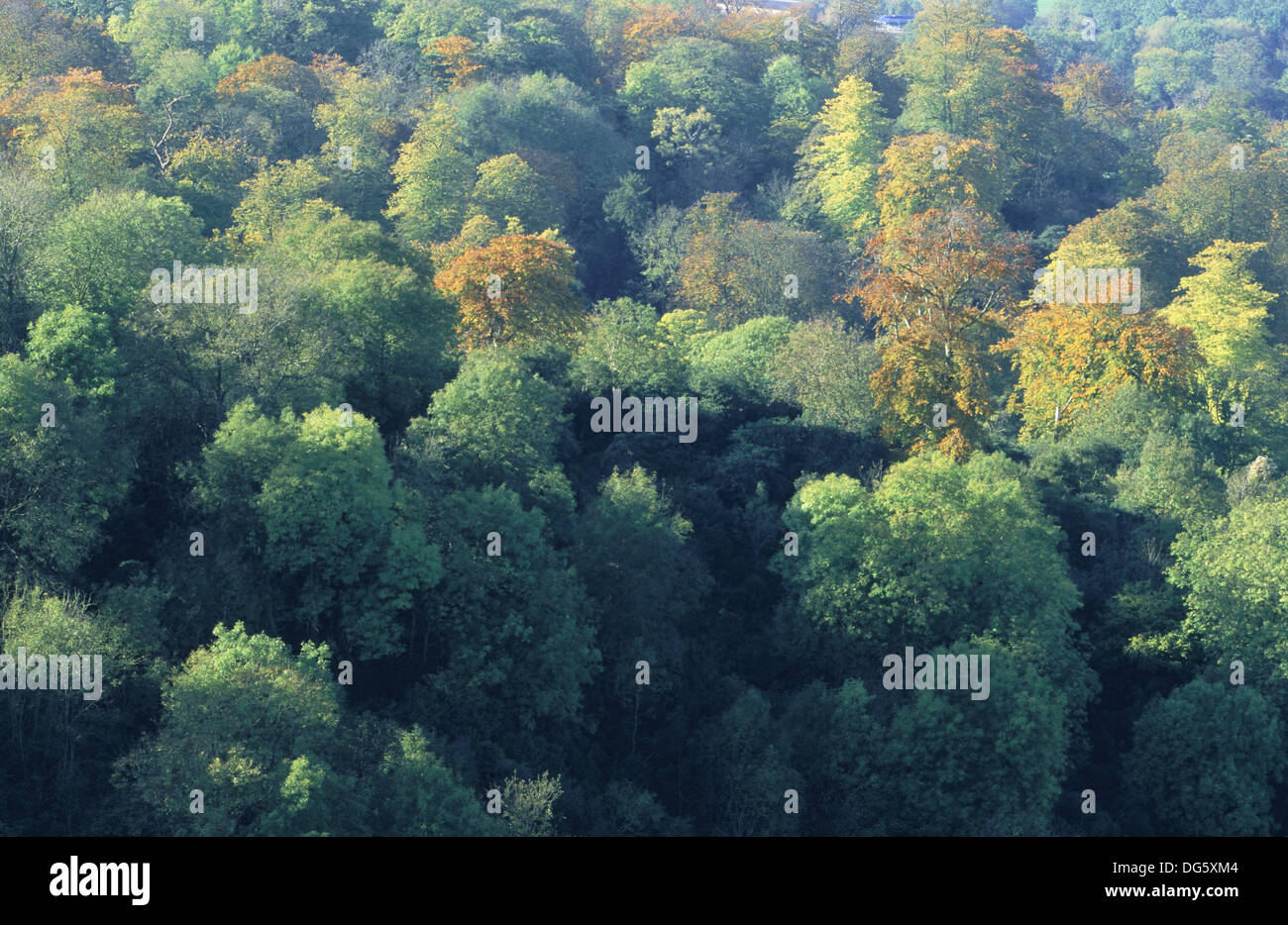 Wendover woods, england hi-res stock photography and images - Alamy