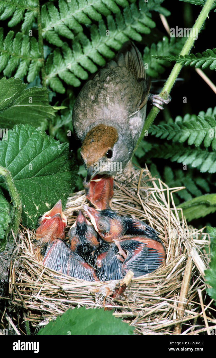 Sylvia atricapilla nest hi-res stock photography and images - Alamy