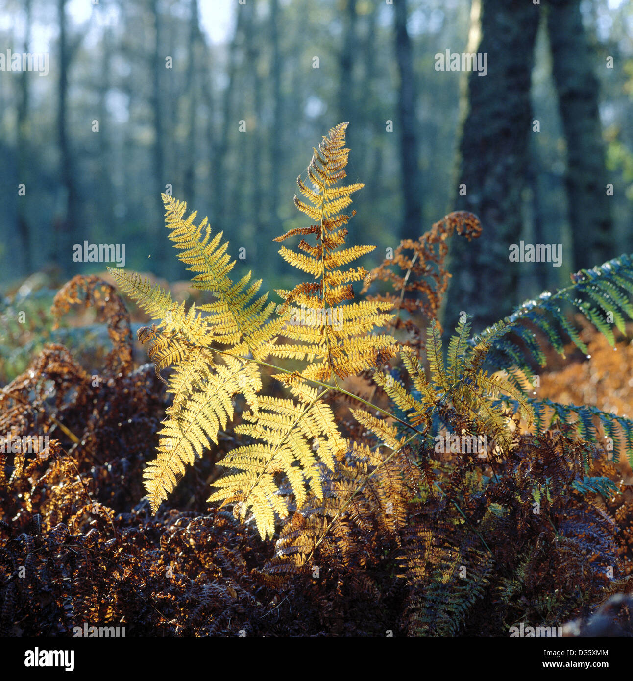 Ashridge england hi-res stock photography and images - Alamy
