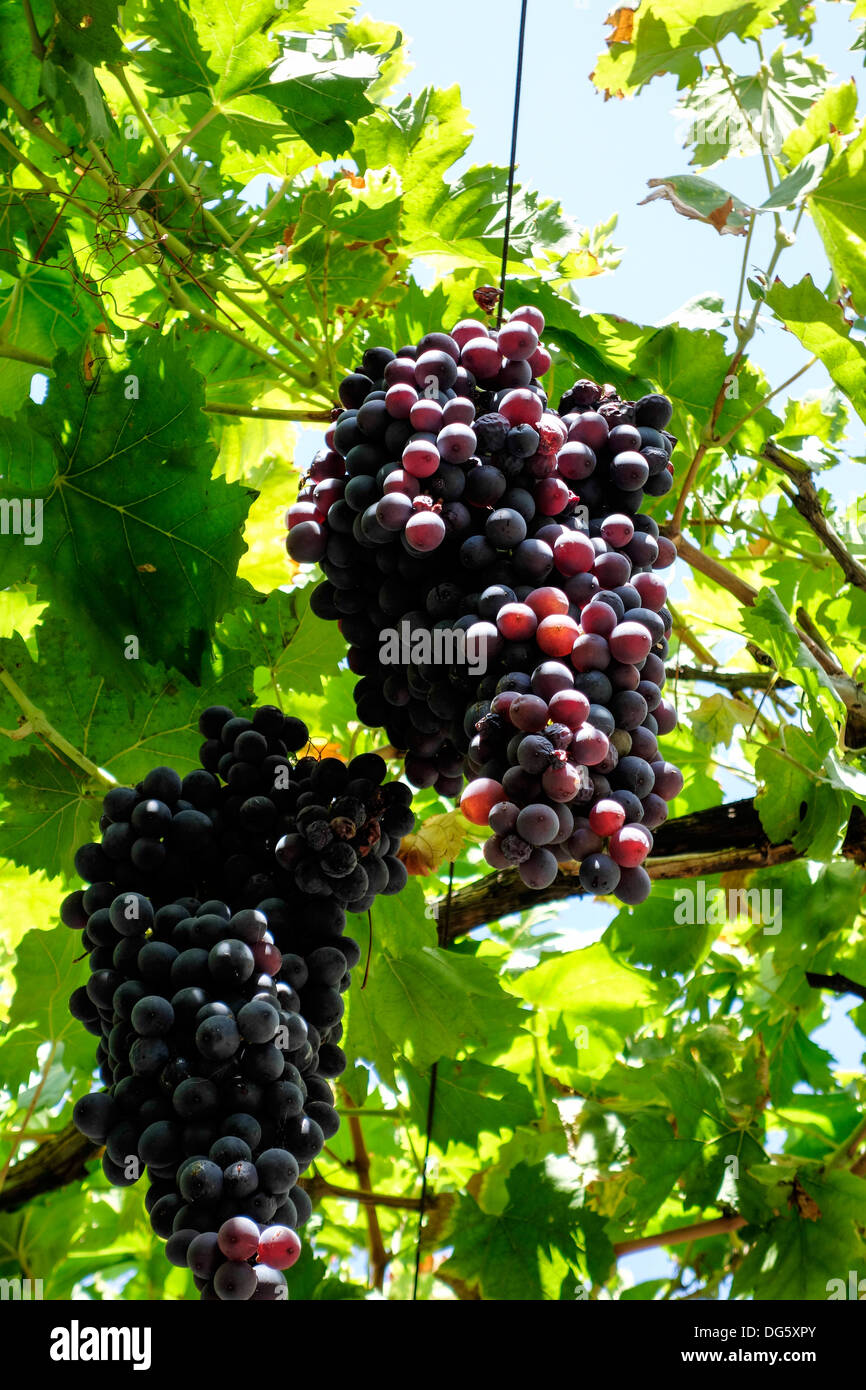 Grapes Growing on a Grapevine, Crete, Greece Stock Photo - Alamy