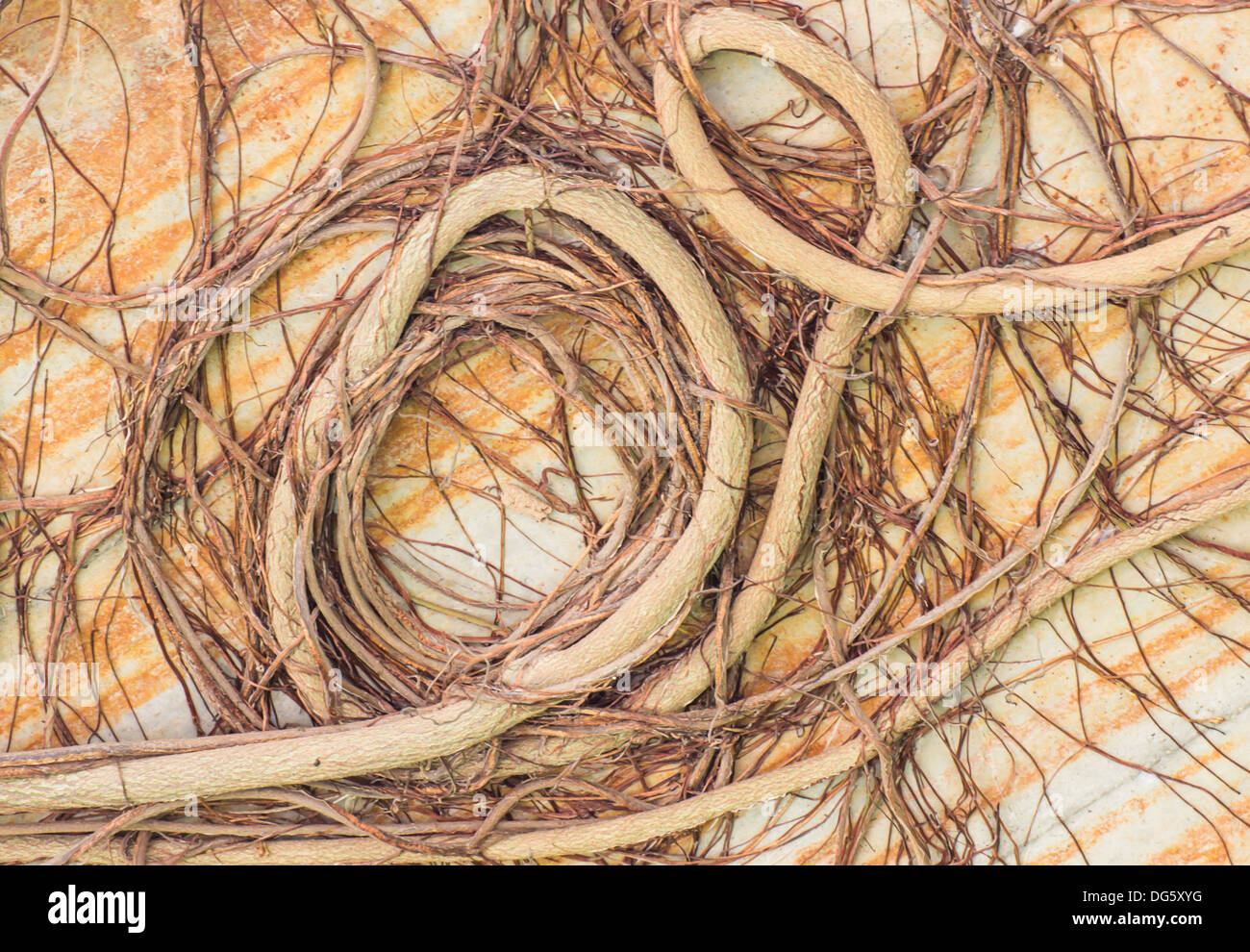 Whole tree and roots hi-res stock photography and images - Alamy