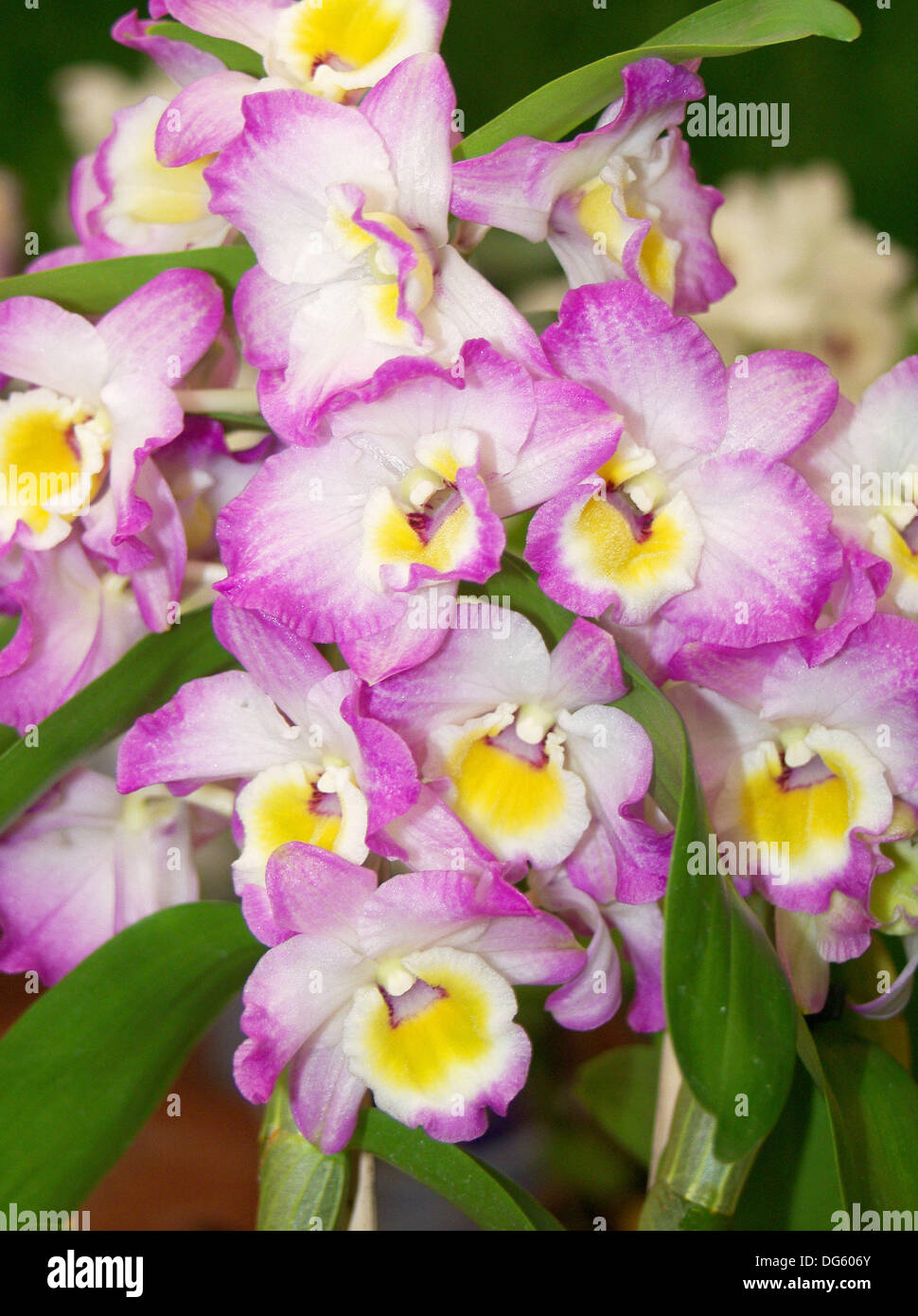Cattleya cattleya sp hi-res stock photography and images - Alamy