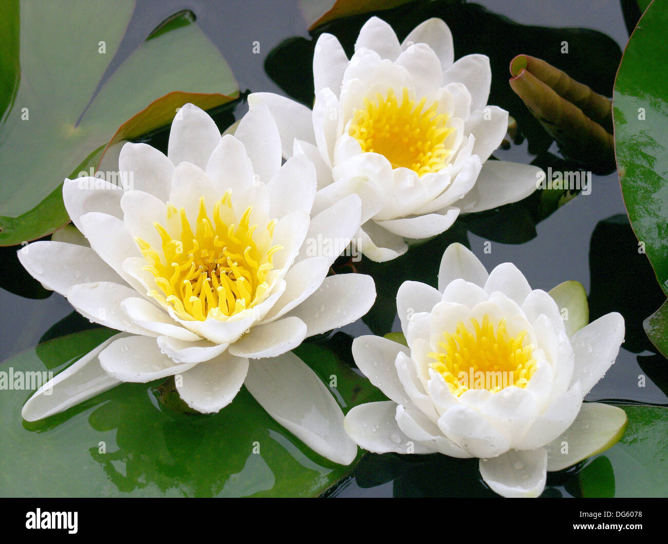 Three nymphaea alba hi-res stock photography and images - Alamy