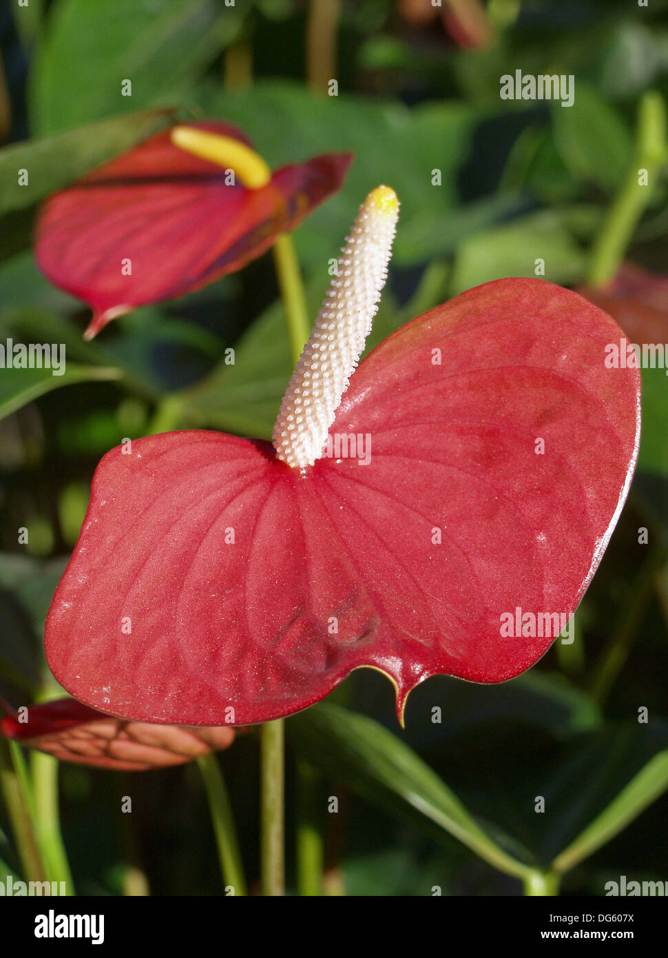 Anthurium Anthurium Sp High Resolution Stock Photography and Images - Alamy