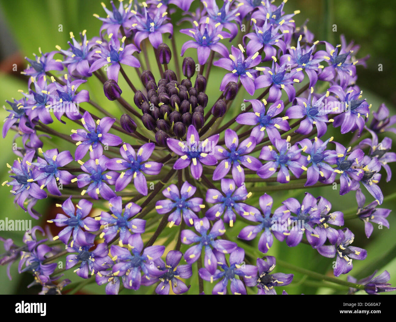 Cuban lily hi-res stock photography and images - Alamy