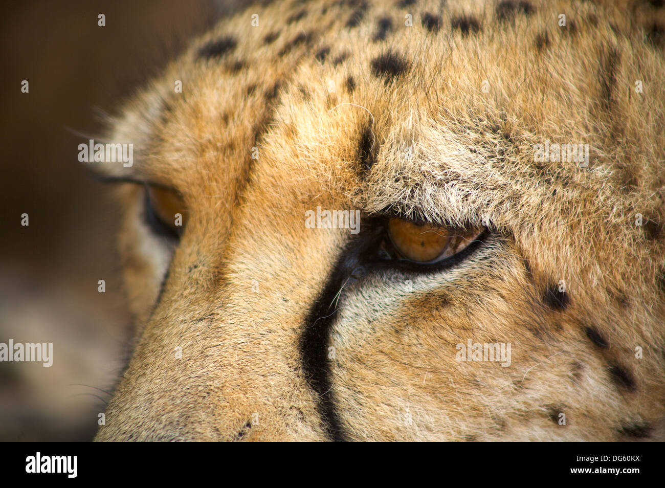 Spotted lion hi-res stock photography and images - Alamy