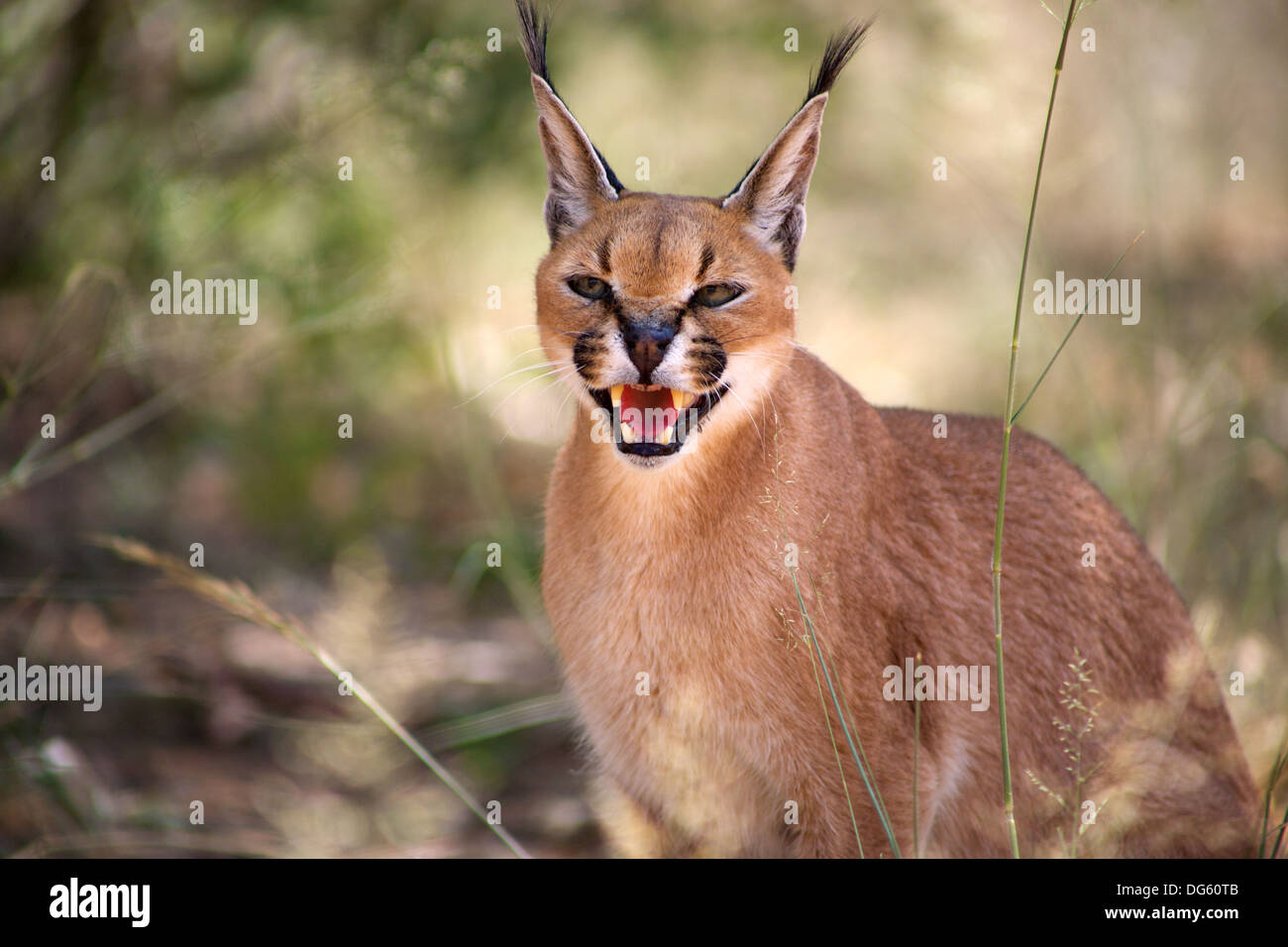 Caracal caracal hunting hi-res stock photography and images - Alamy