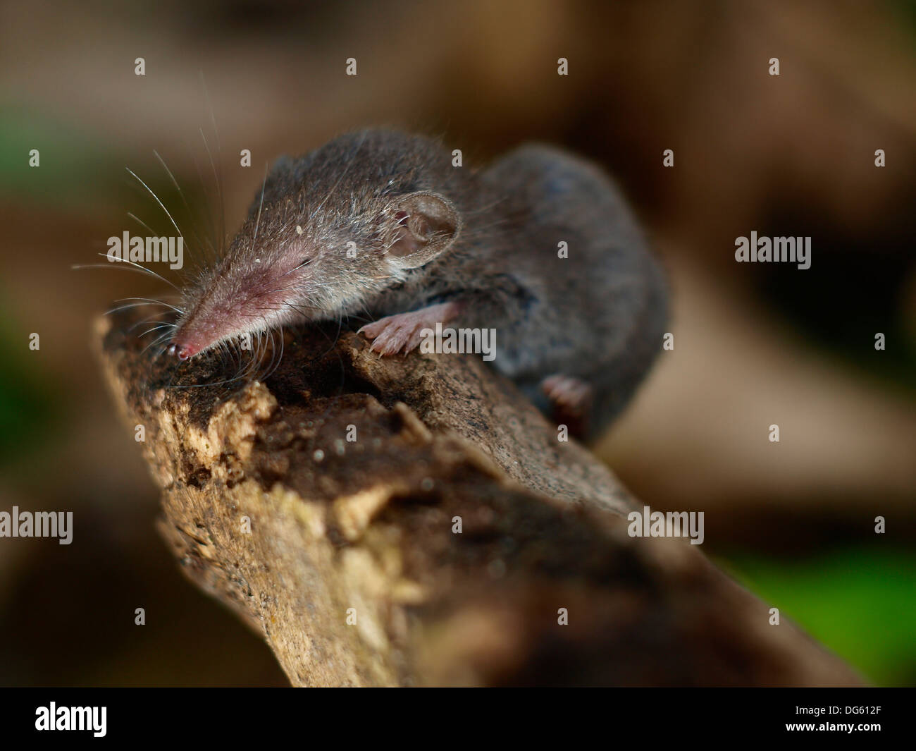 Lesser shrew (Crocidura suaveolens) is exploring surrounding Stock ...