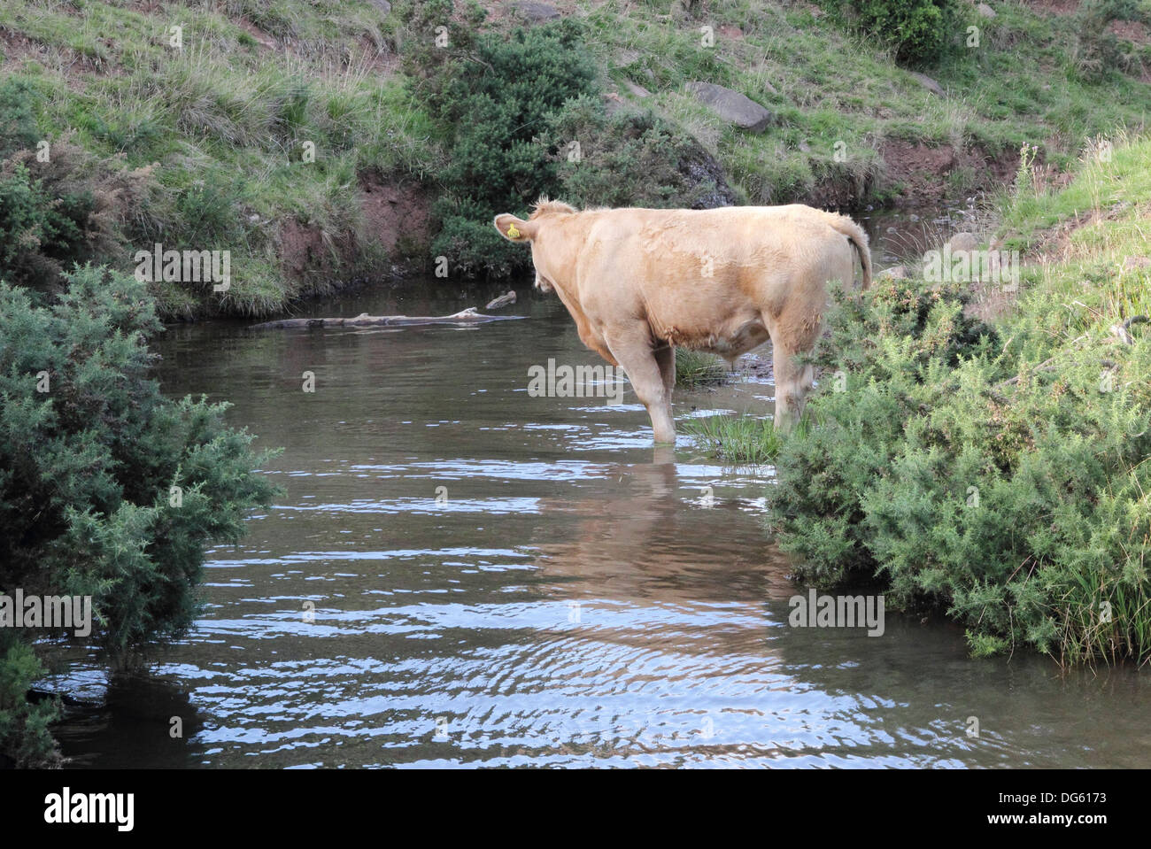 Cow in a Stream, UK Stock Photo - Alamy