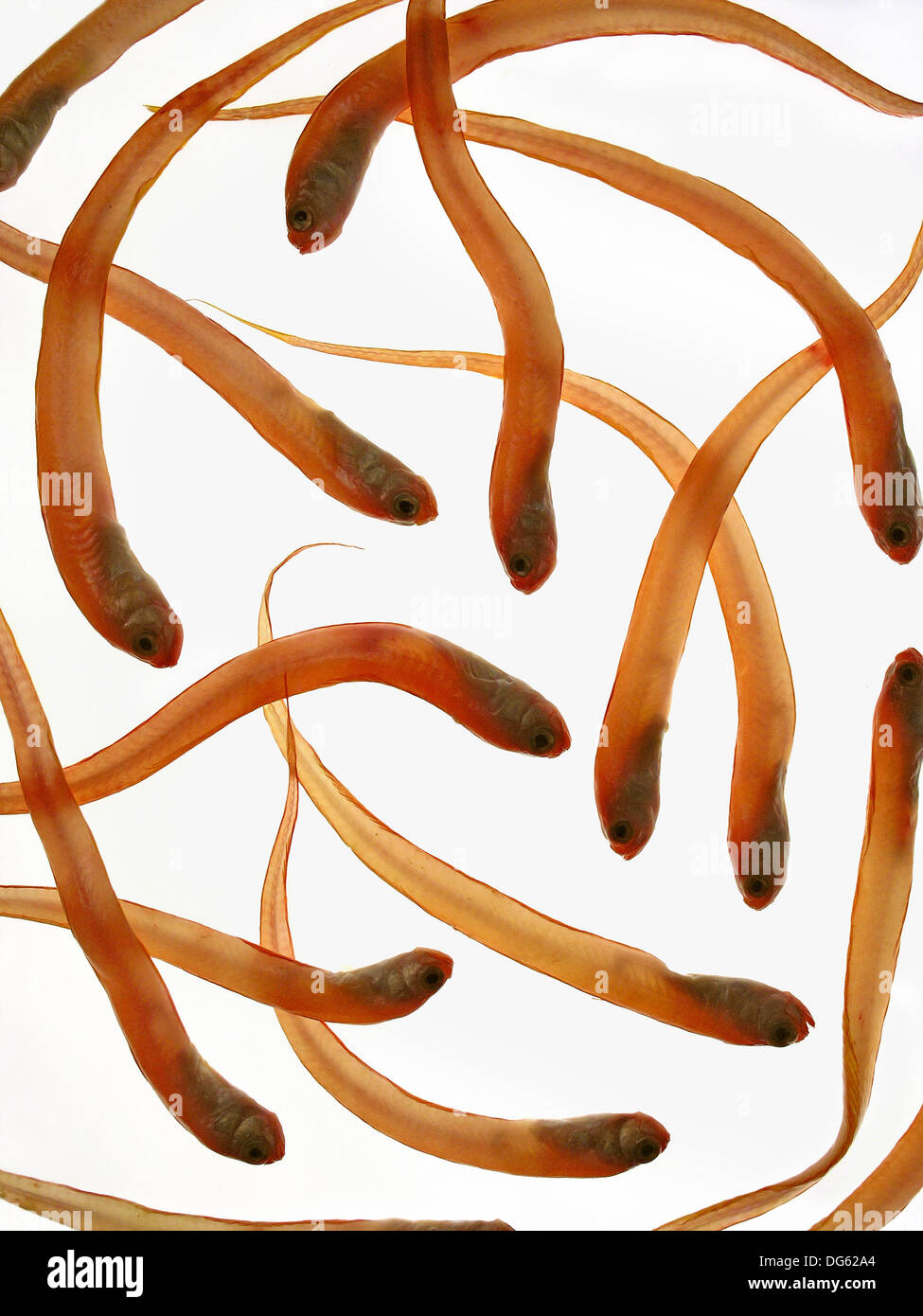 Red bandfish hi-res stock photography and images - Alamy