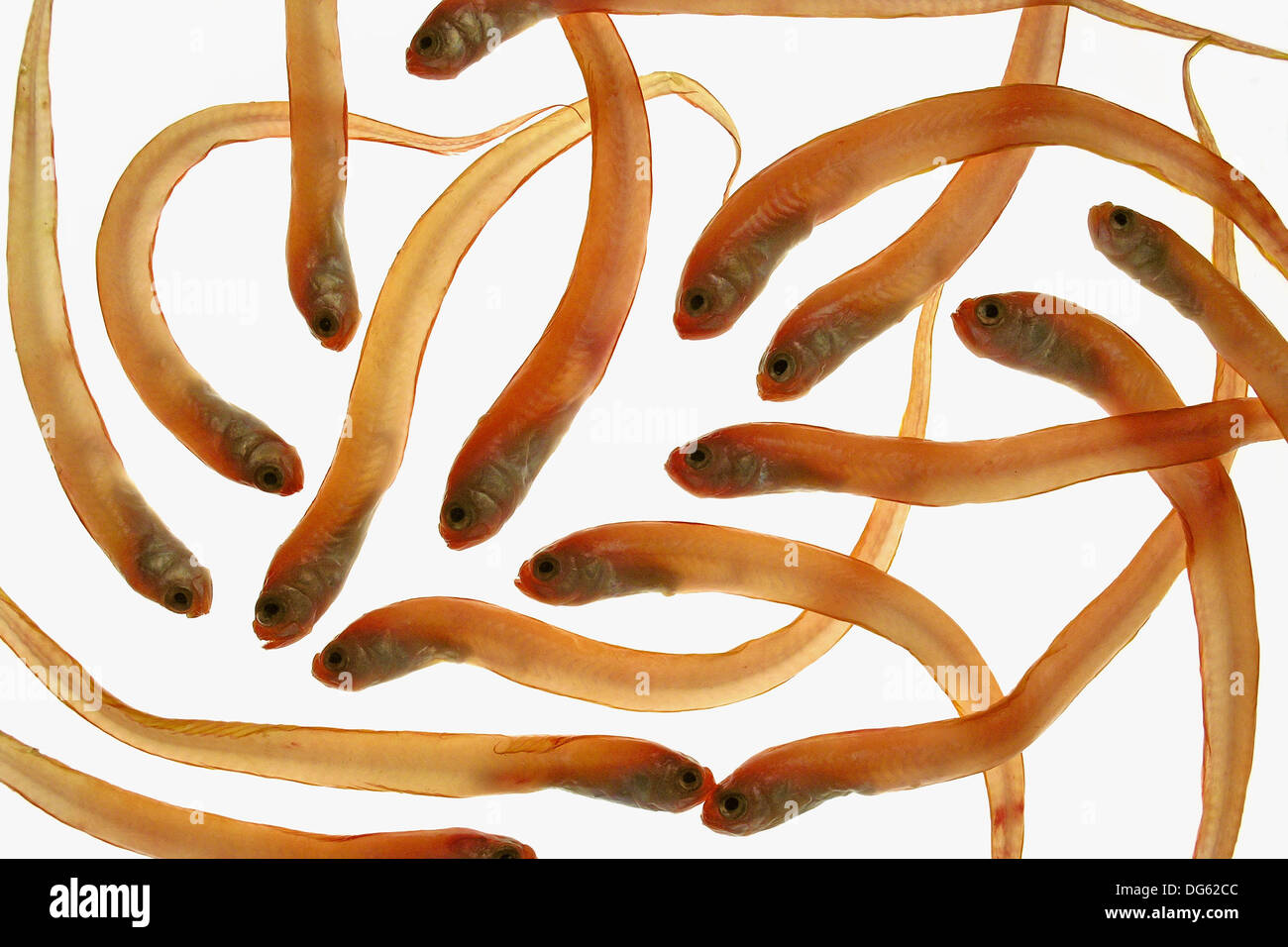 Red bandfish hi-res stock photography and images - Alamy