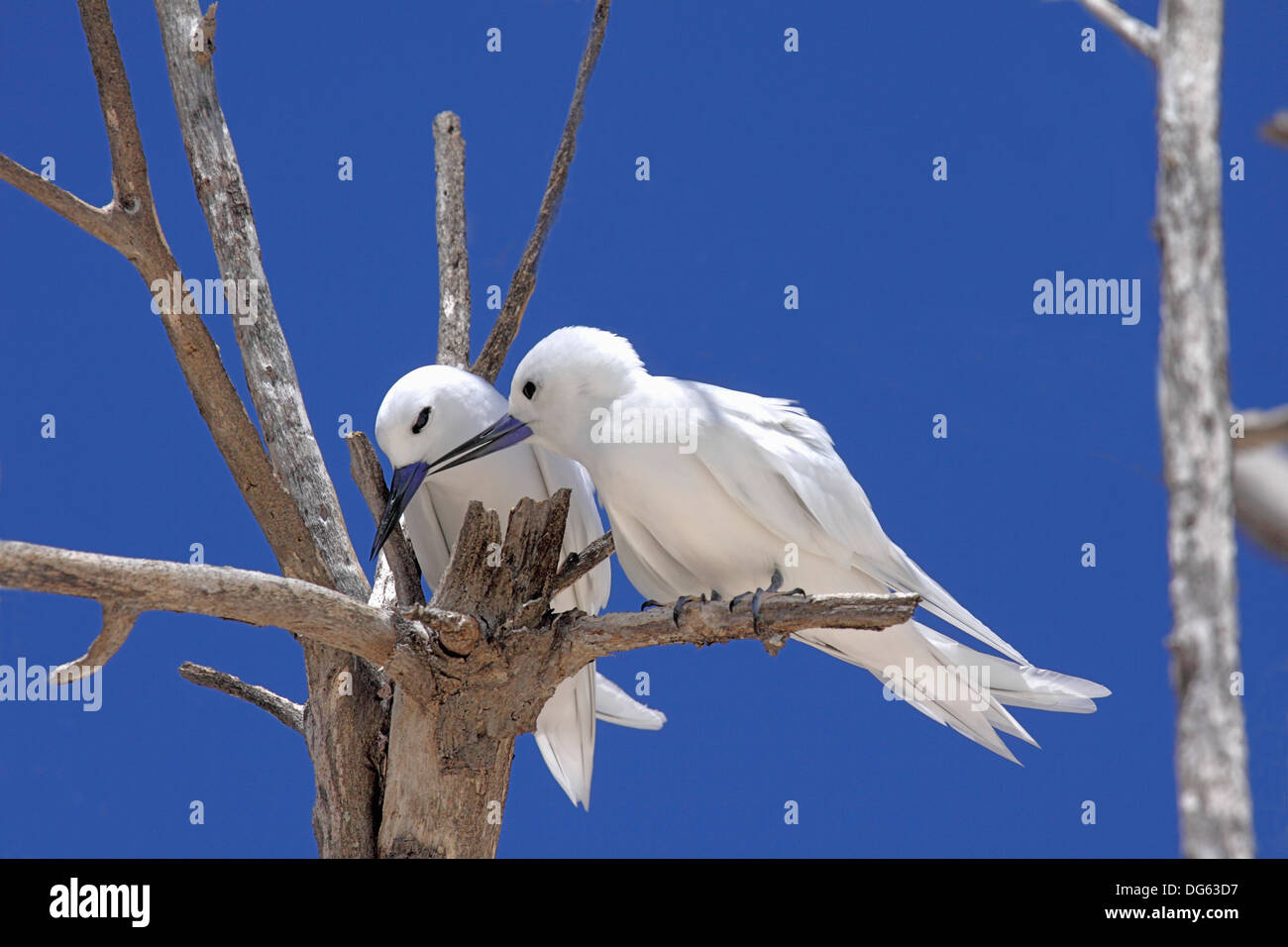 Fairy tern indian ocean hi-res stock photography and images - Alamy