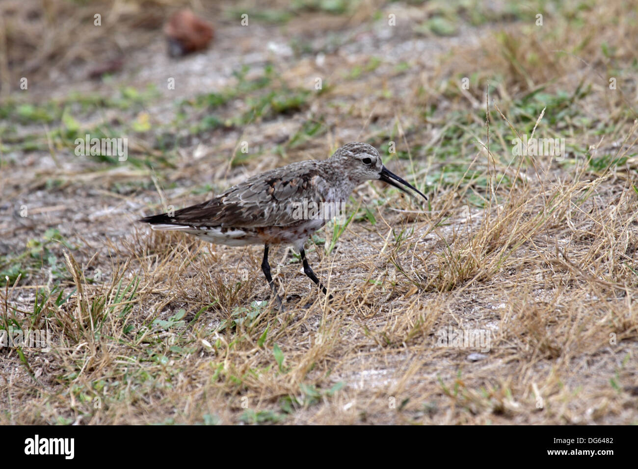Sandpiper foraging hi-res stock photography and images - Alamy