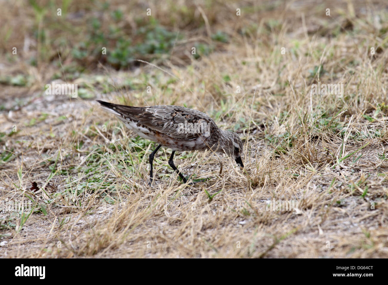 Sandpiper foraging hi-res stock photography and images - Alamy