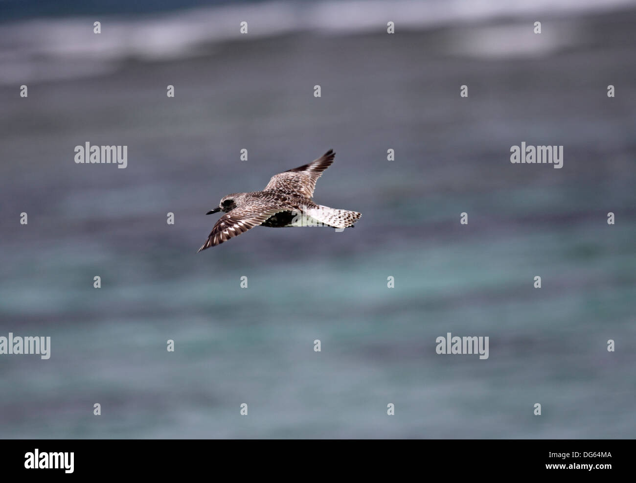 Grey plover flight hi-res stock photography and images - Alamy