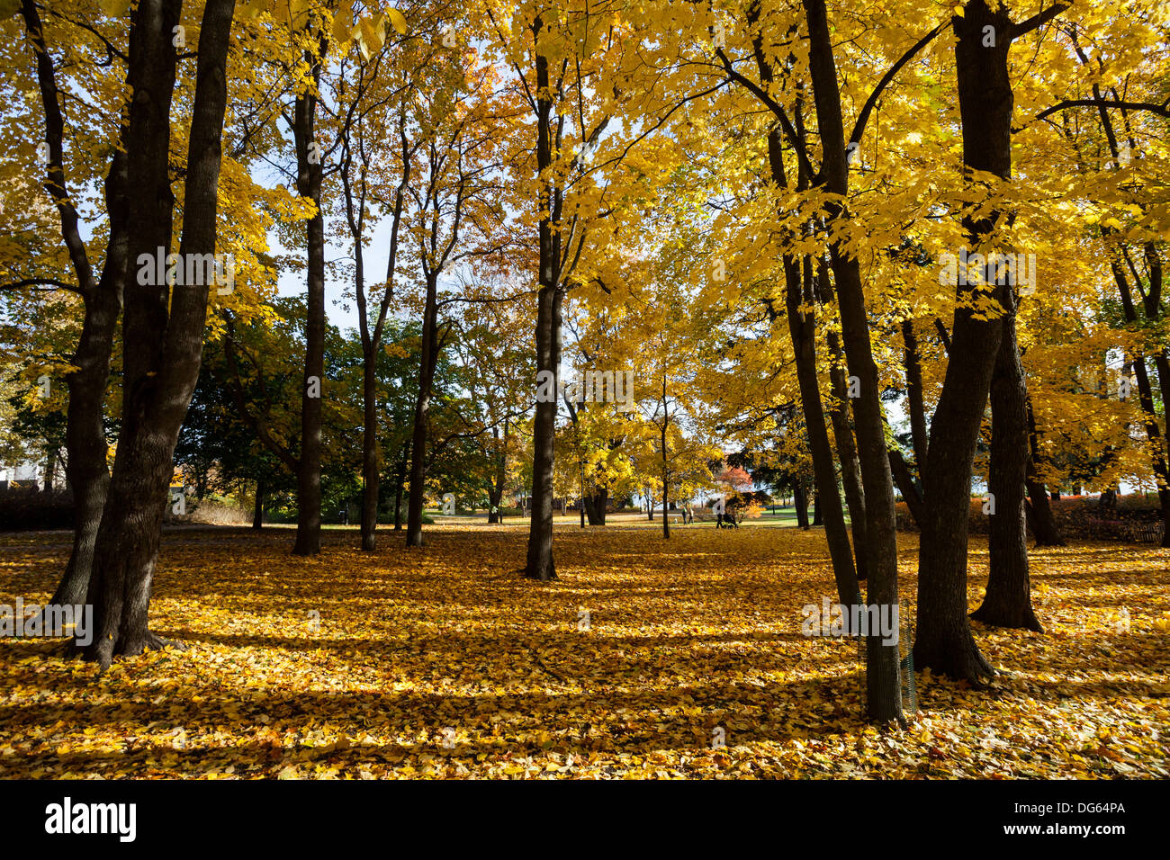 Helsinki city trees hi-res stock photography and images - Alamy
