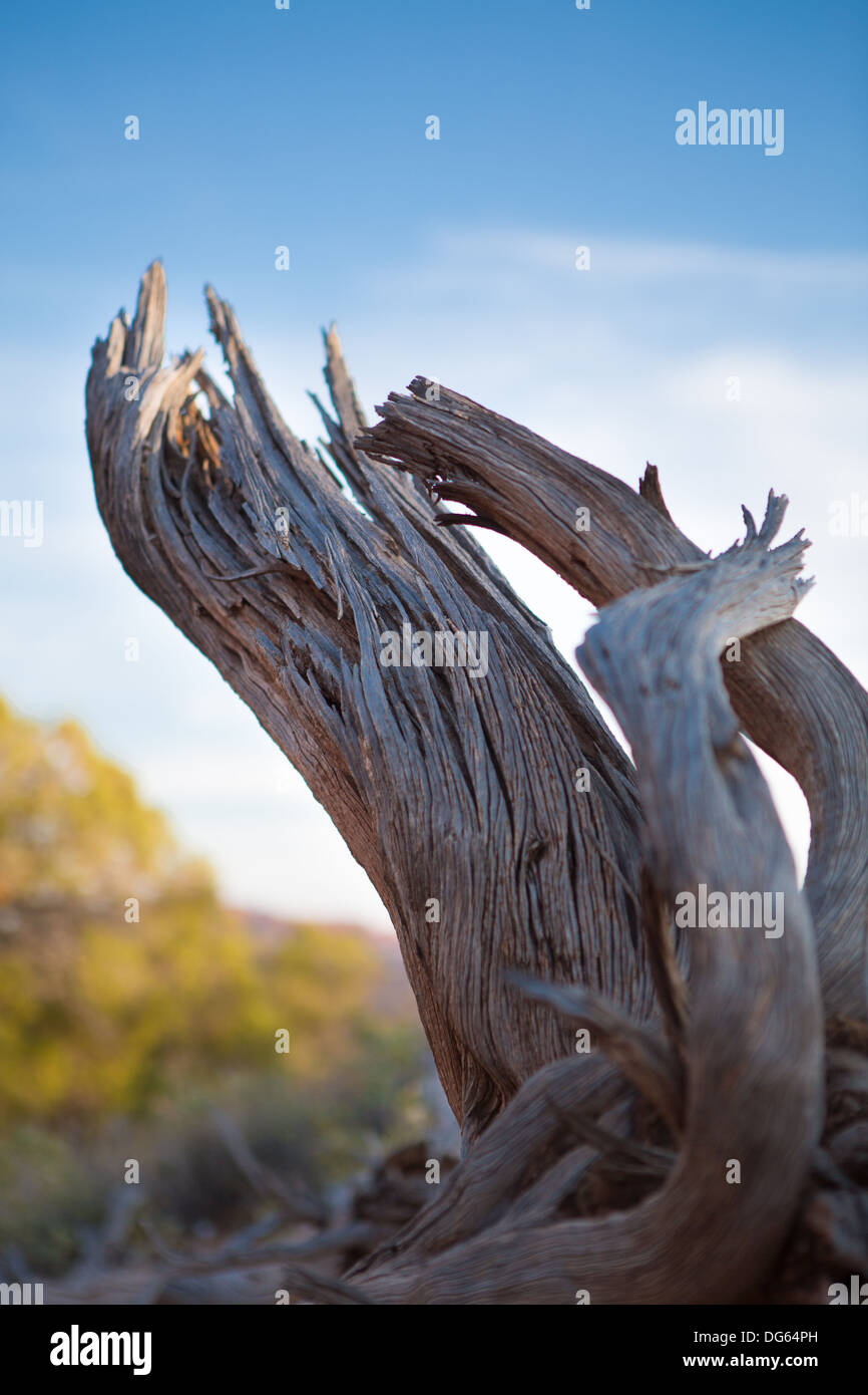 Dead branch hi-res stock photography and images - Alamy