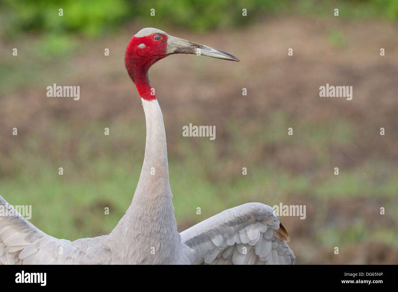 Rare indian crane hi-res stock photography and images - Alamy