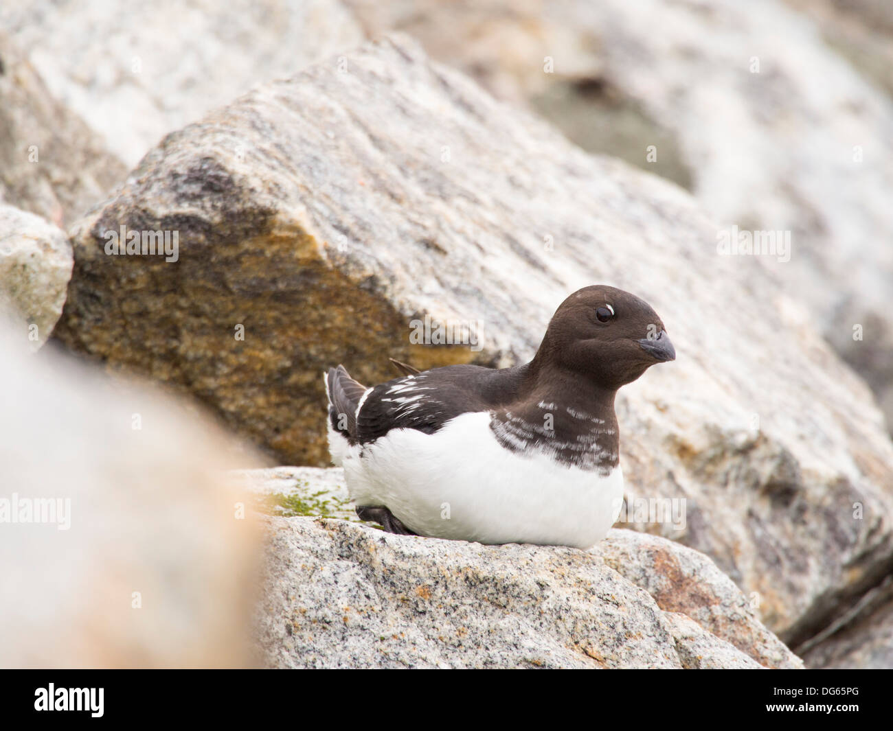 Artic landscape birds hi-res stock photography and images - Alamy