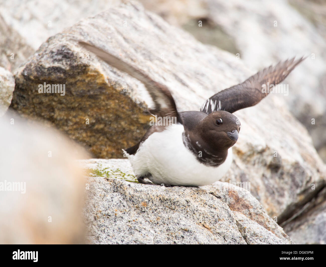 Little Auks or Dovekie (Alle alle) at a nesting colony at Sallyhamna ...