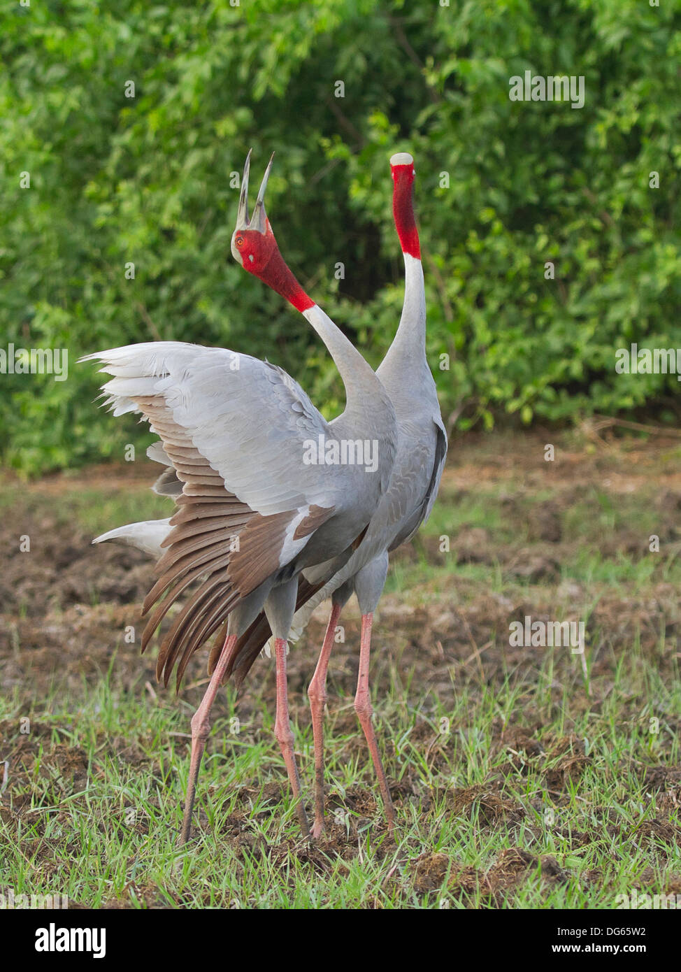Sarus Crane (Grus antigone) courtship display Stock Photo - Alamy