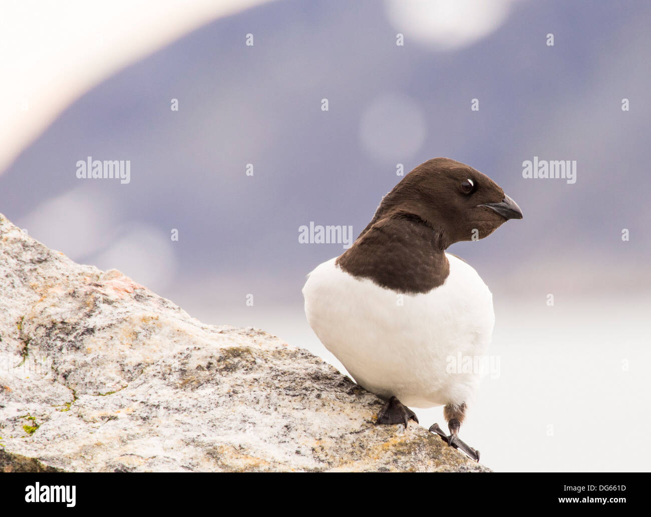 Arctic birds hi-res stock photography and images - Alamy