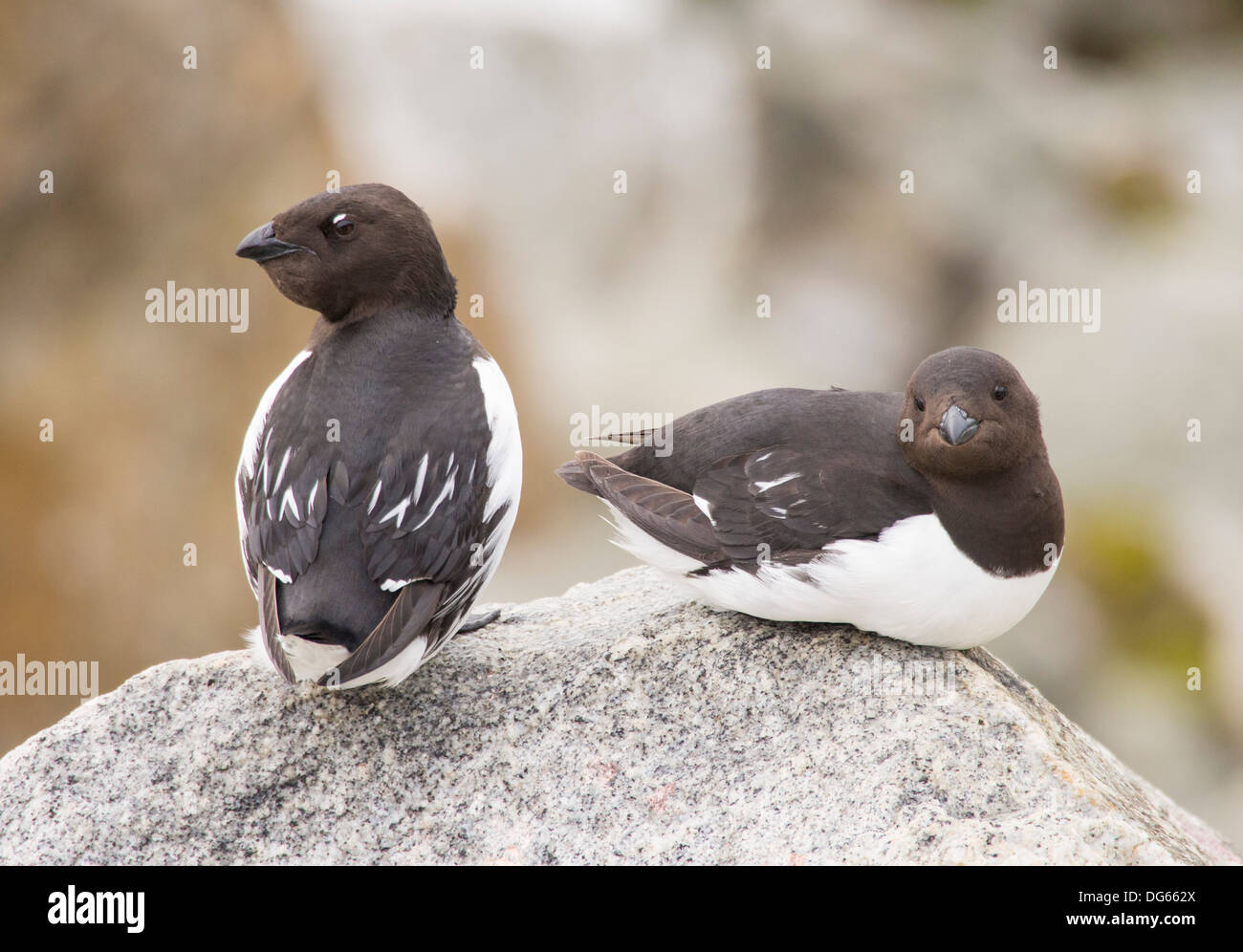 Little Auks or Dovekie (Alle alle) at a nesting colony at Sallyhamna ...