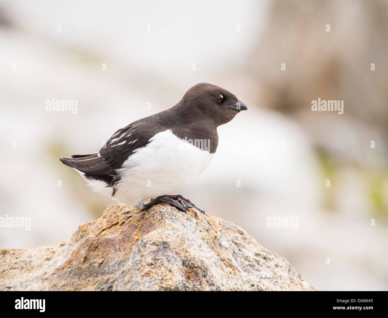 Little Auks or Dovekie (Alle alle) at a nesting colony at Sallyhamna ...