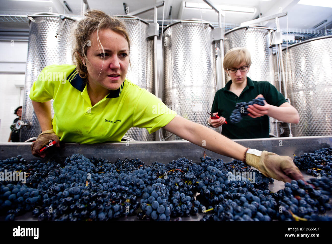 London, UK. 15th Oct, 2013. two women hand sort grapes to ensure that ...
