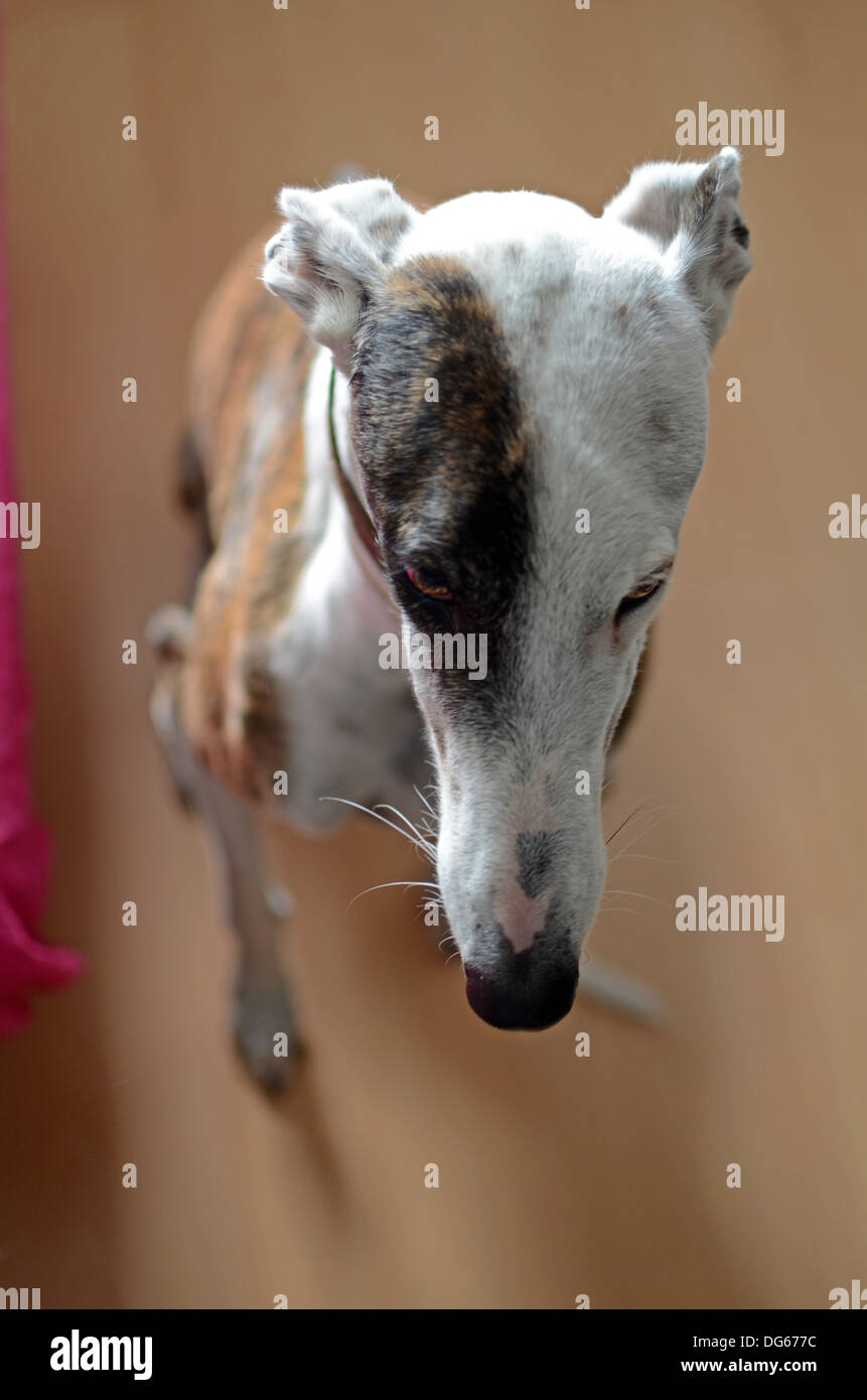Interior portrait of a beautiful Spanish Greyhound Stock Photo - Alamy