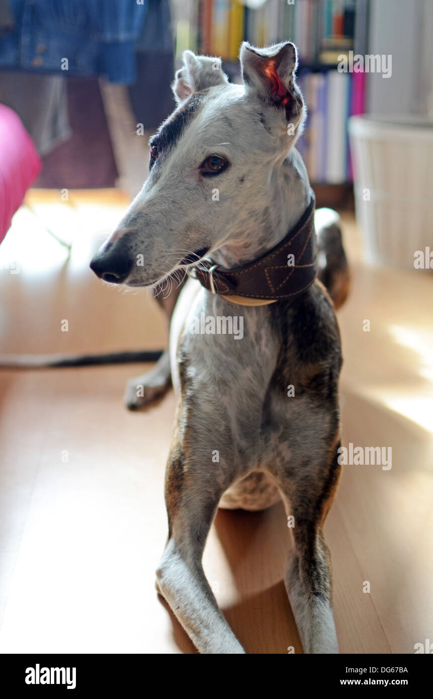 Interior portrait of a beautiful Spanish Greyhound Stock Photo - Alamy
