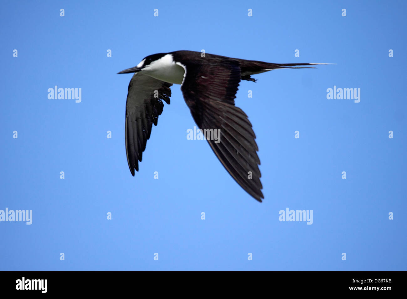 Sooty tern terns flight flying hi-res stock photography and images - Alamy