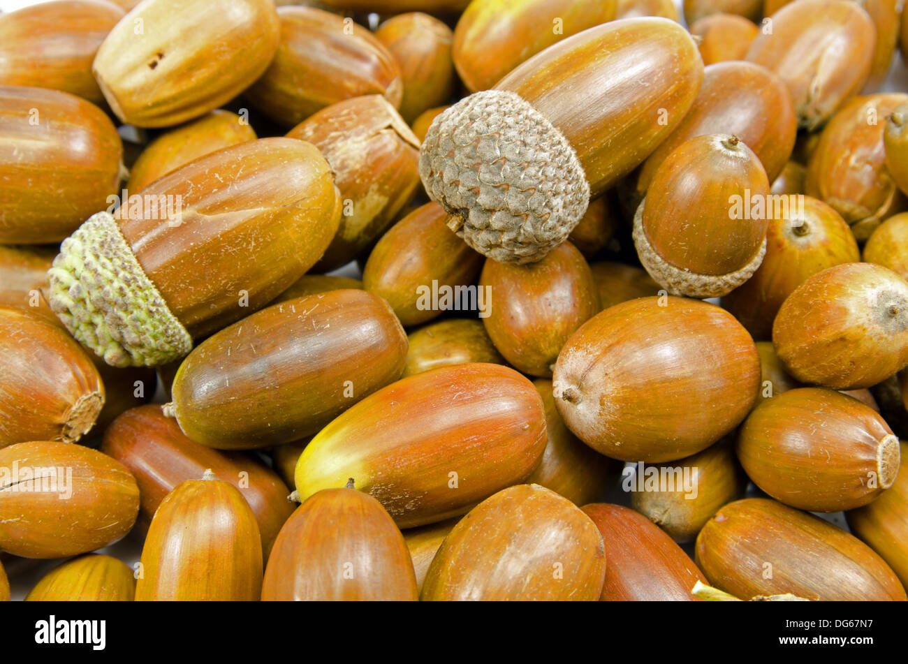 Pod tree hi-res stock photography and images - Alamy
