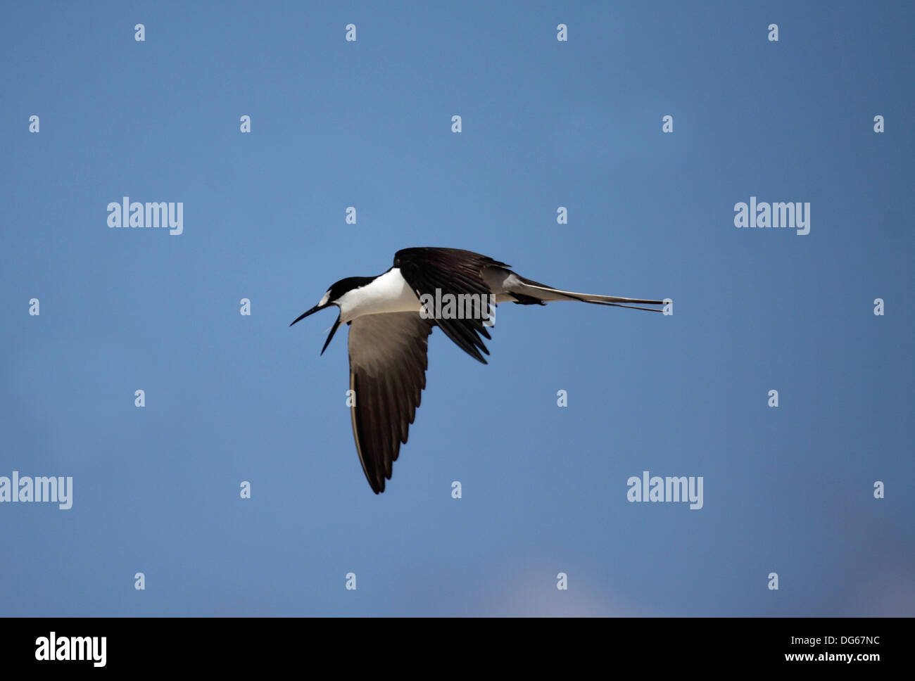 Sooty tern in flight in The Seychelles Stock Photo - Alamy