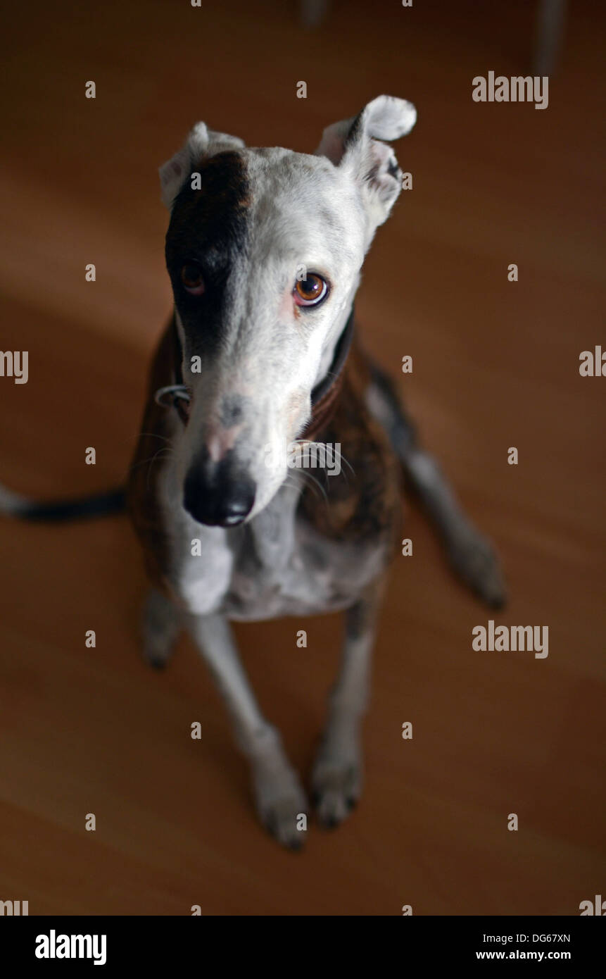 Spanish greyhound hi-res stock photography and images - Alamy