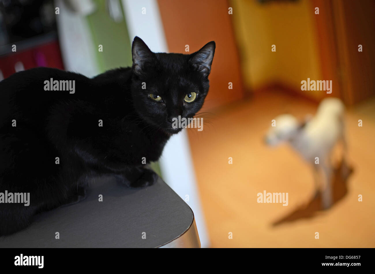 Dog behind cat hi-res stock photography and images - Alamy