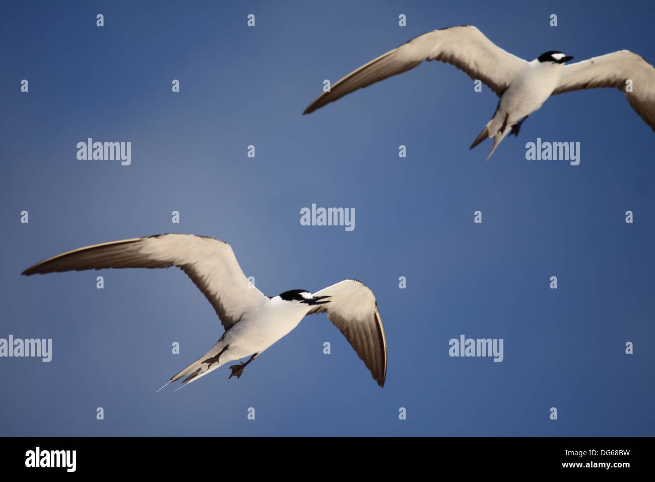 Sooty tern terns flight flying hi-res stock photography and images - Alamy