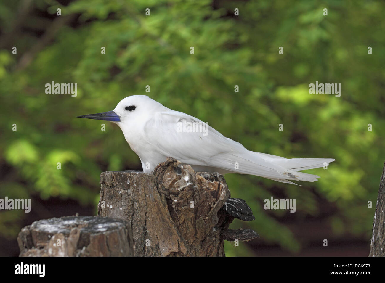 Fairy tern indian ocean hi-res stock photography and images - Alamy