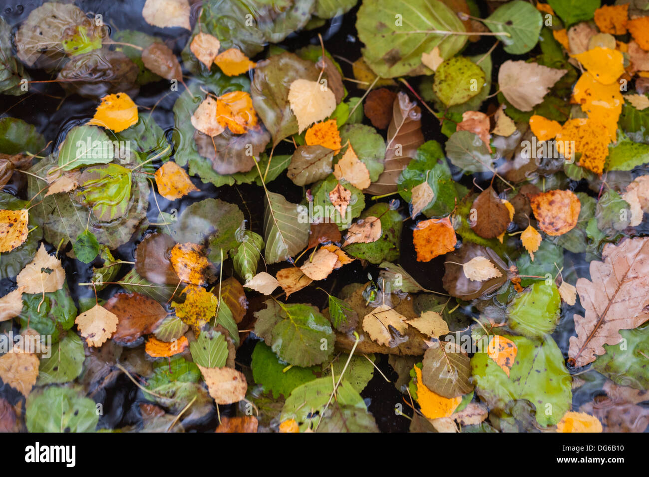 Colorful autumnal leaves float in still lake water Stock Photo - Alamy